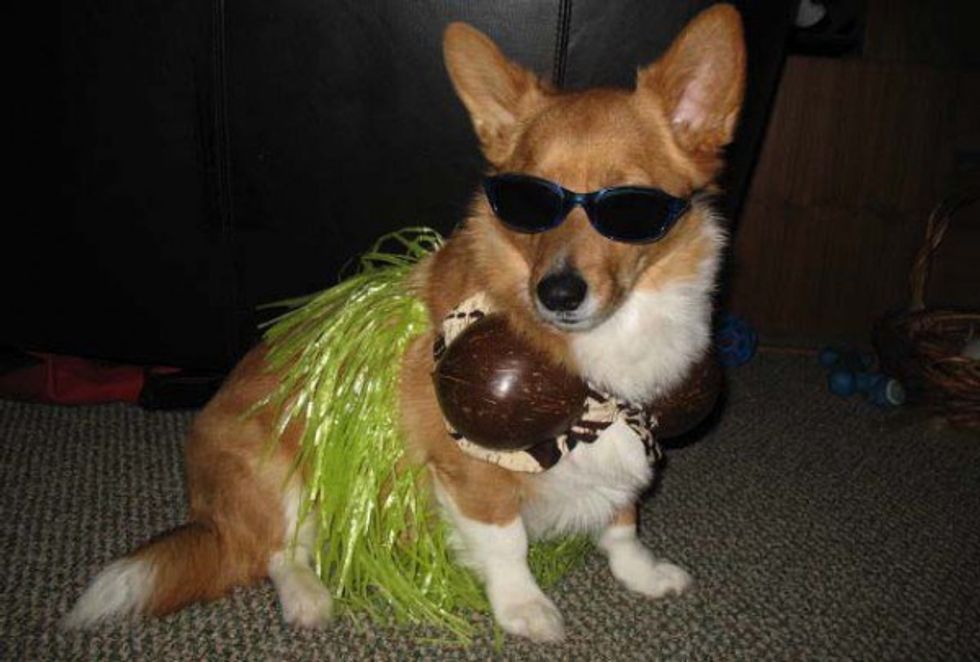 15 Reasons Why Corgis Are The Best Dog Ever