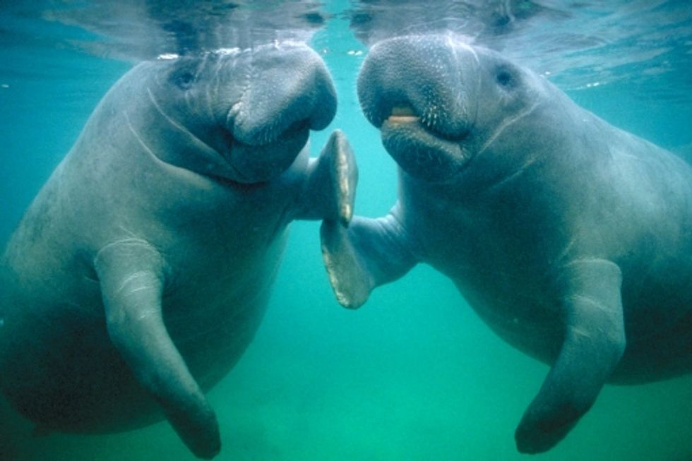 15 Facts You Need To Know About During Manatee Awareness Month