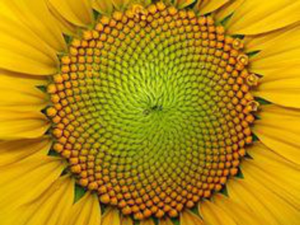 7 Beautiful Examples Of The Fibonacci Sequence In Nature 7 Beautiful Examples Of The Fibonacci Sequence In Nature
