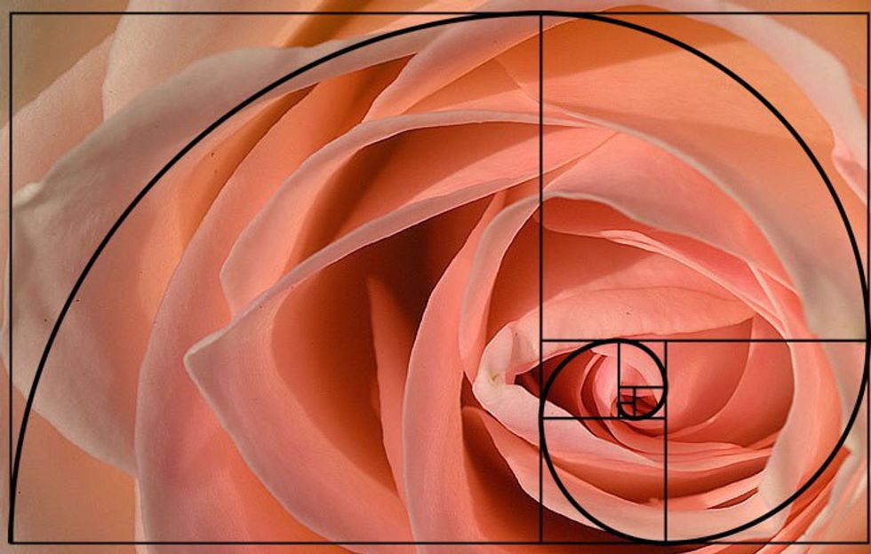 7 Beautiful Examples Of The Fibonacci Sequence In Nature 7 Beautiful Examples Of The Fibonacci Sequence In Nature