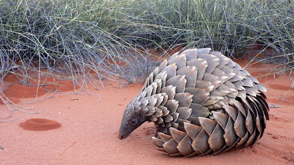 10 Animals That Face Extinction