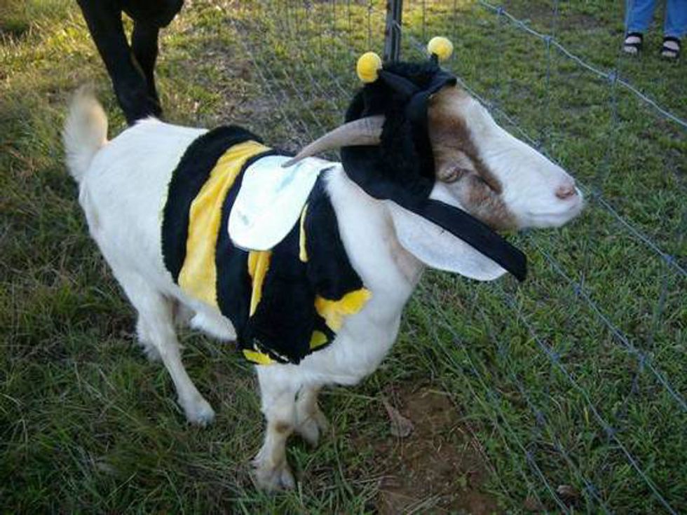 11 Goats Wearing Costumes Who Would Make Better Governors Than Chris ...