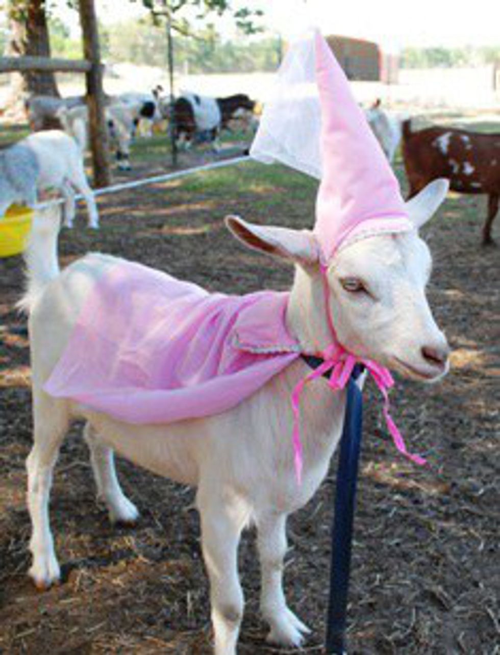 11 Goats Wearing Costumes Who Would Make Better Governors Than Chris ...