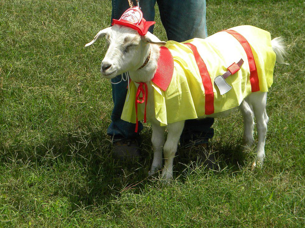 11 Goats Wearing Costumes Who Would Make Better Governors Than Chris ...