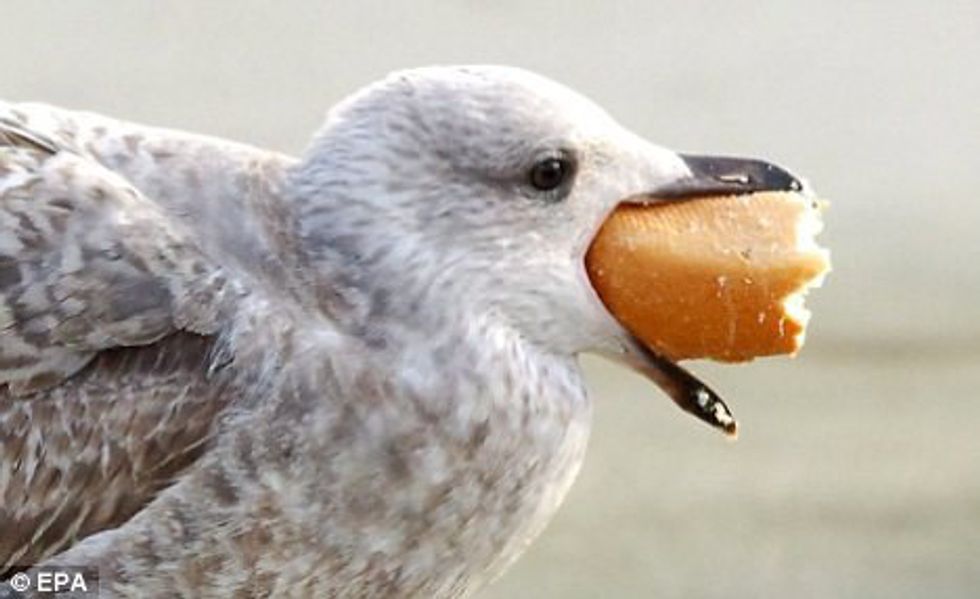 20 Reasons Why Birds Are Like Humans