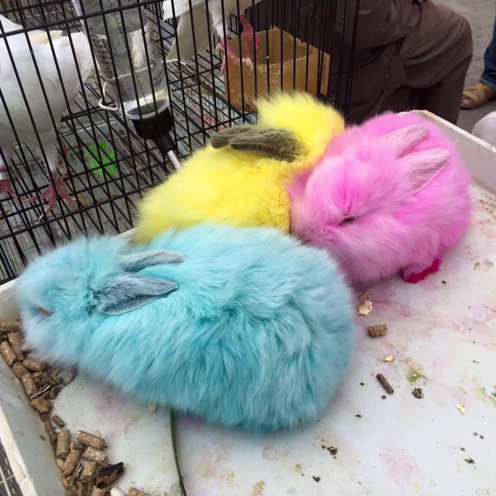 Don't Buy Brightly Colored Bunnies This Easter