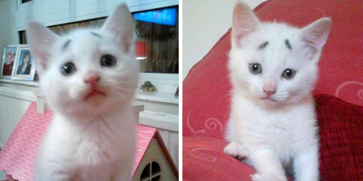 Kitten With a Pair of "Worrisome Eyebrows" Grows Up to Be a Handsome ...