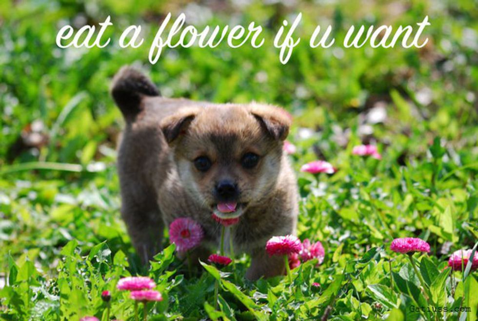 10 Motivational Dog Posters