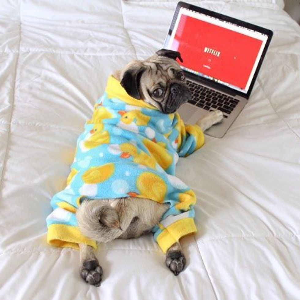 12 Ways Doug The Pug Understands Us