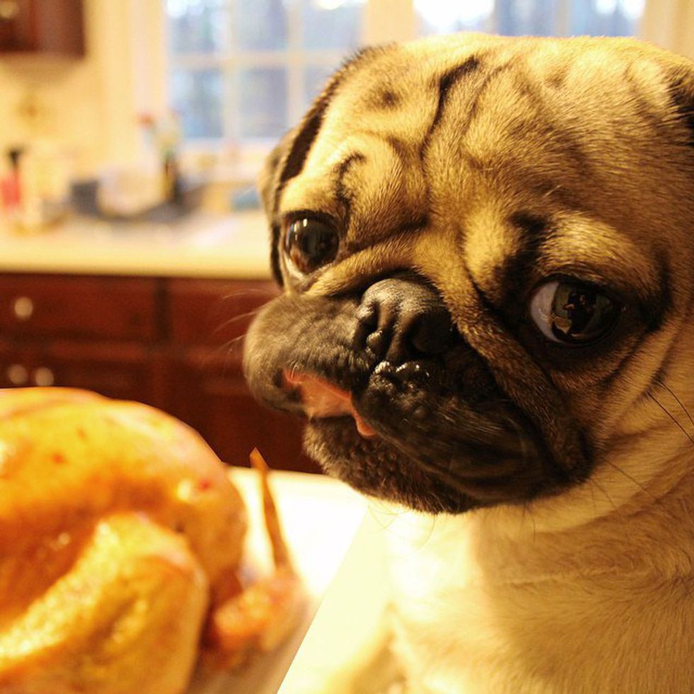 12 Ways Doug The Pug Understands Us