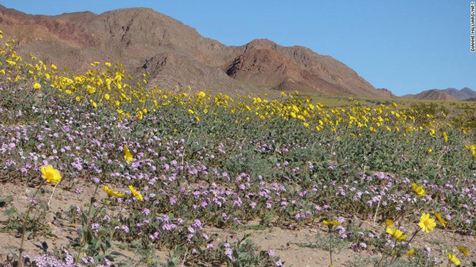 Resilience In Death Valley: The Wildflower Superbloom