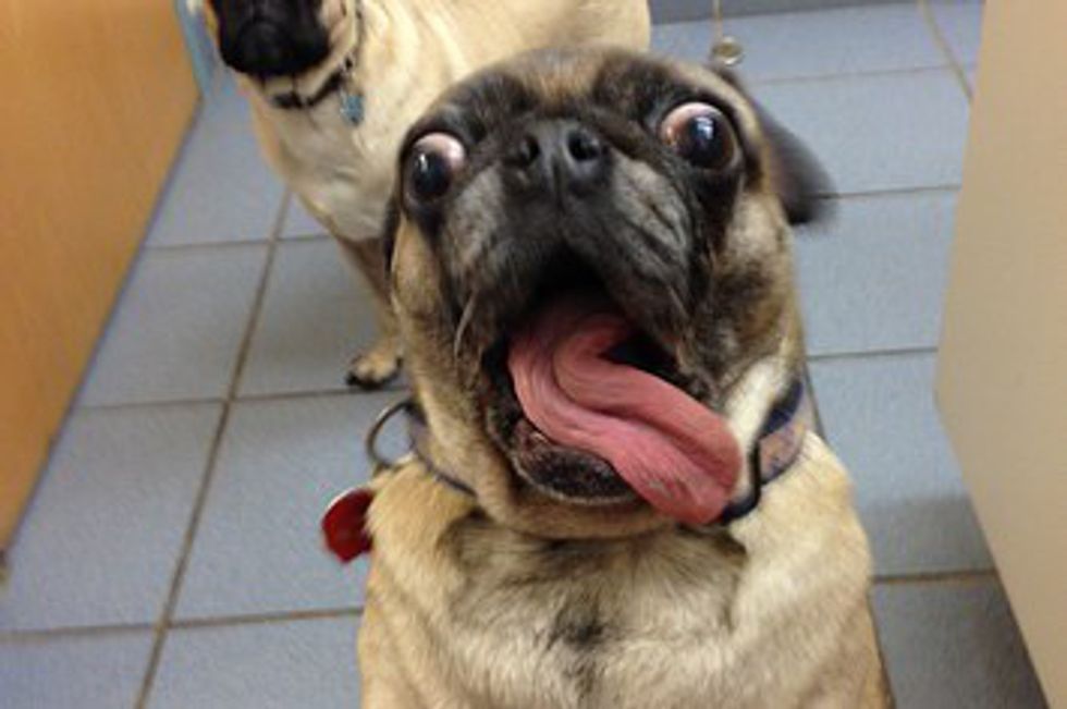 5 Pugs That Are Scared A Trump Presidency Will Come To Pass
