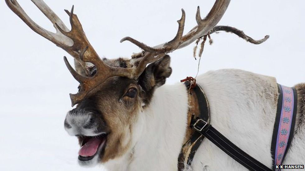 Which Of Santa's Reindeer Are You?