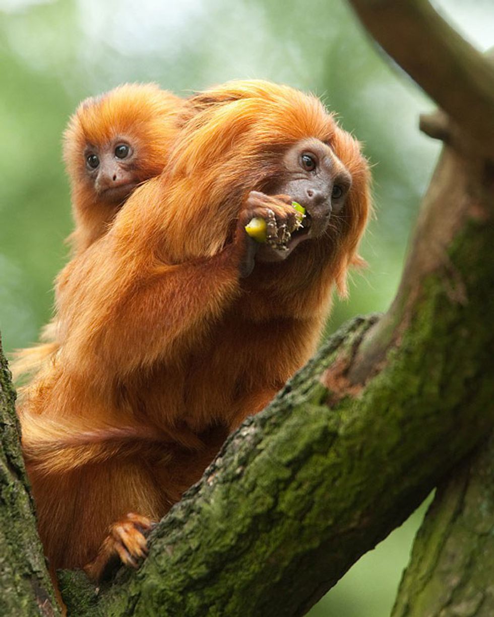 7 Of The Cutest Endangered Species