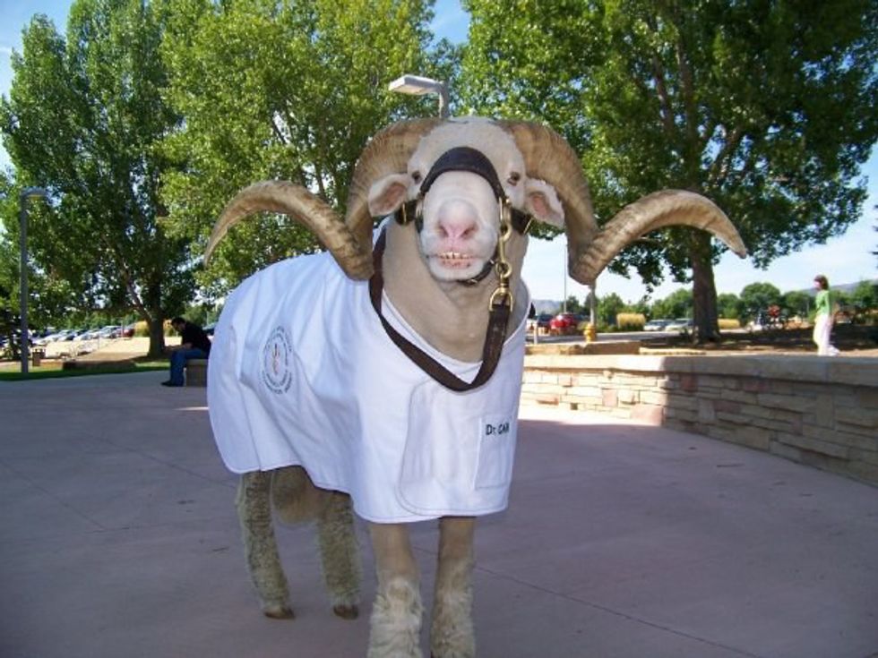 Everything You Need To Know About CAM The Ram