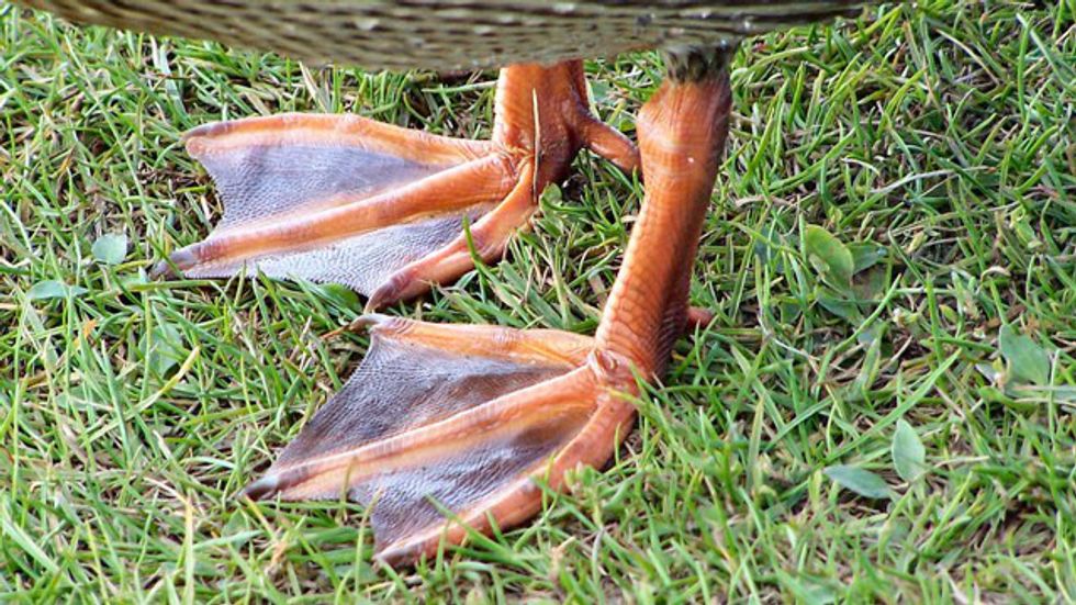 Filthy, Winged Creatures Invade The Waters Of SUNY New Paltz