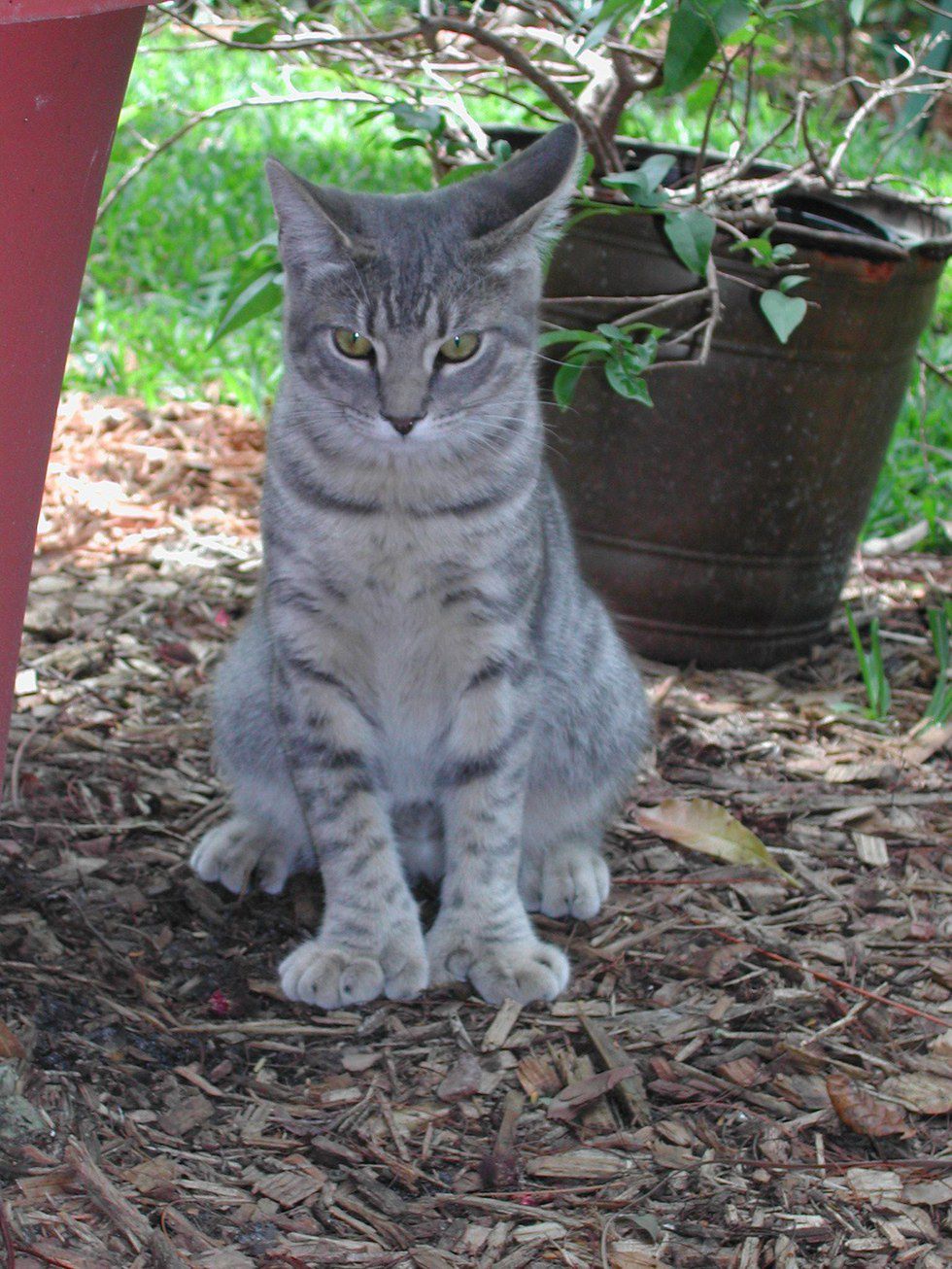 26 Reasons You Should Go To Key West For Christmas