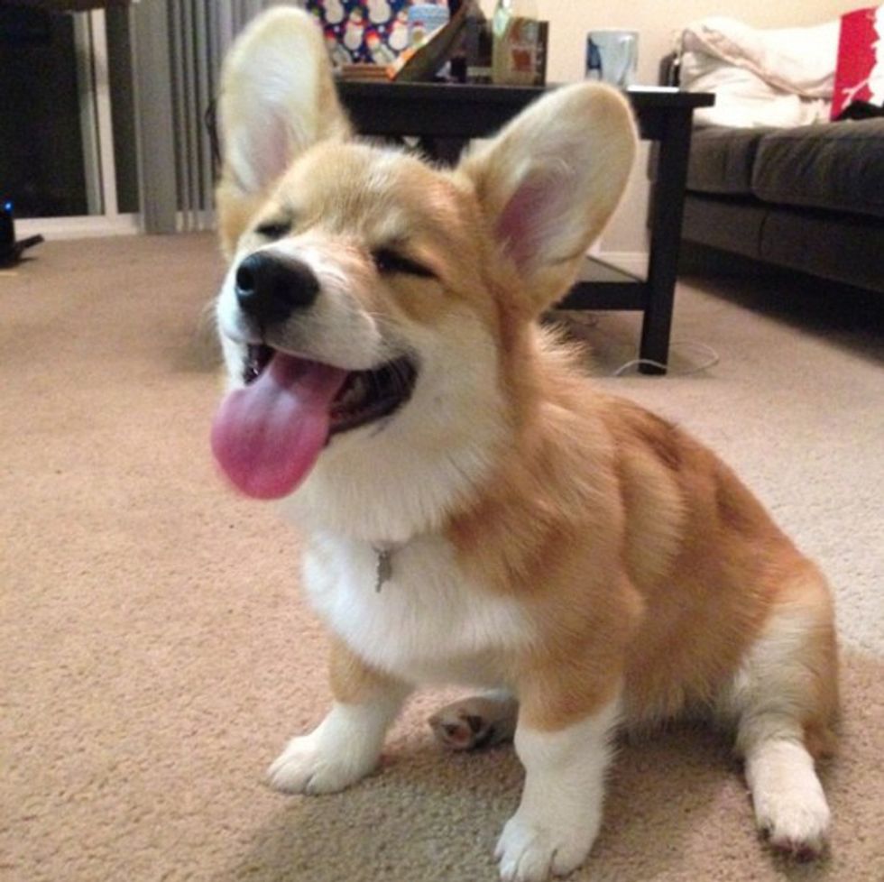 13 Of The Best Corgis On The Internet