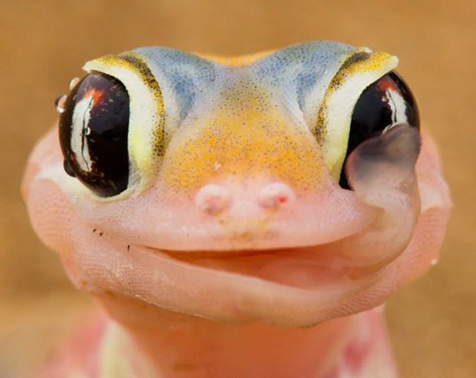 Reptiles Can Make Awesome Pets, Too.