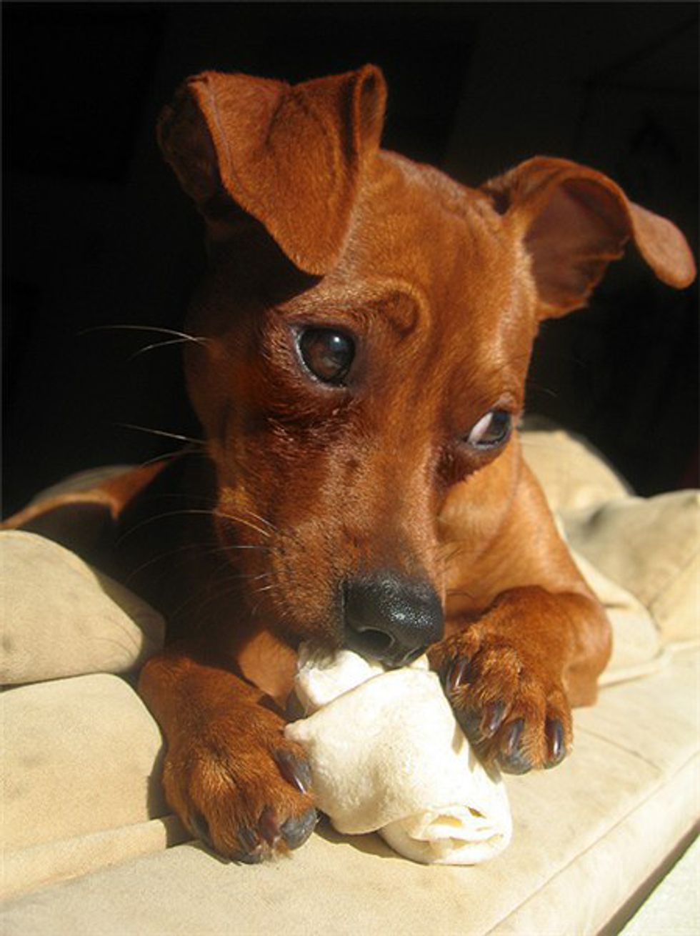 5 Reasons Miniature Pinschers Are Awesome