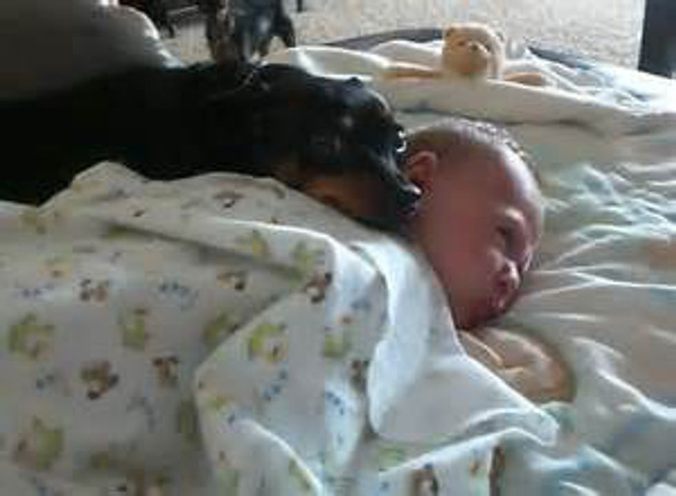 5 Reasons Miniature Pinschers Are Awesome