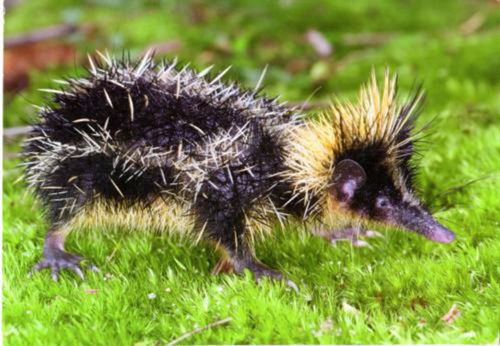 10 Dope Animals That You've Never Heard Of