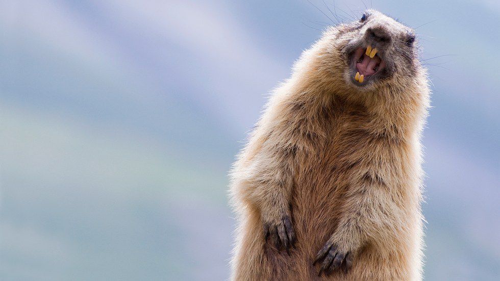 10 Reasons Why We Have Marmot Day