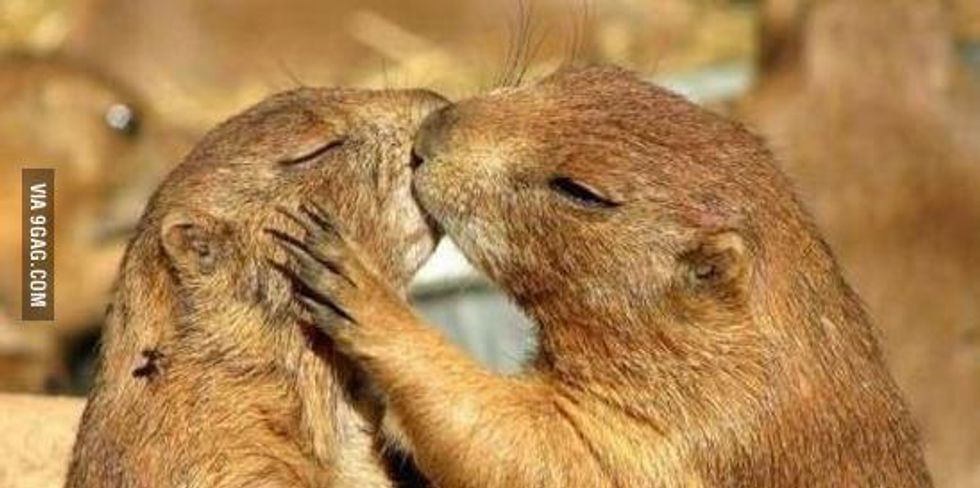 10 Reasons Why We Have Marmot Day