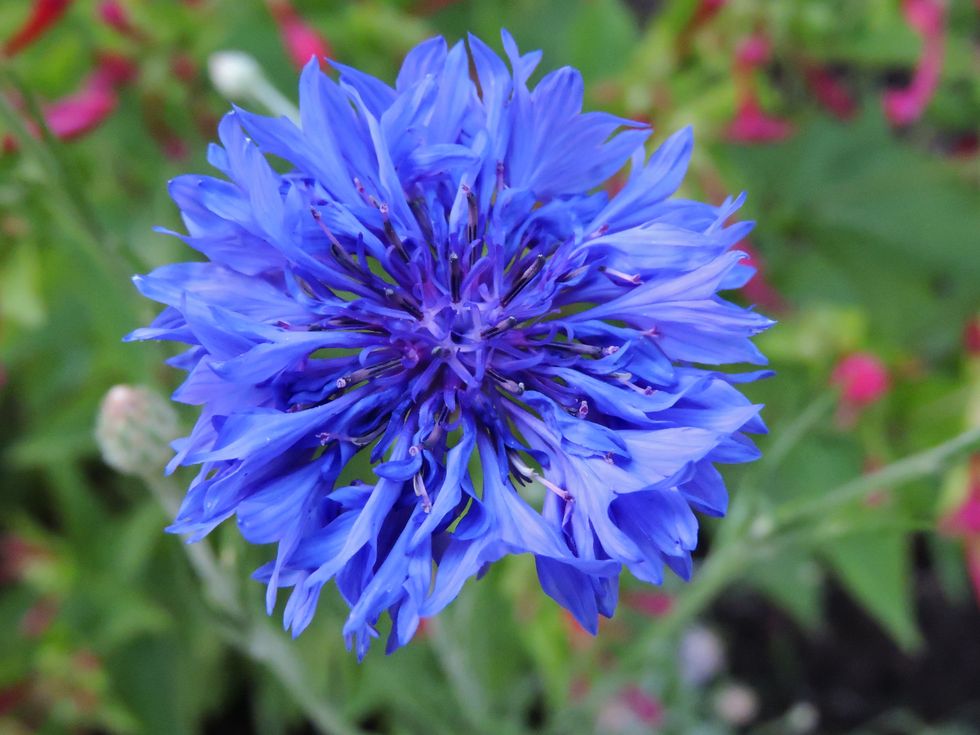 20 Flowers To Brighten Your Rainy November Day