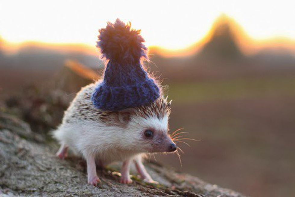 10 Things You Didn't Know About Hedgehogs