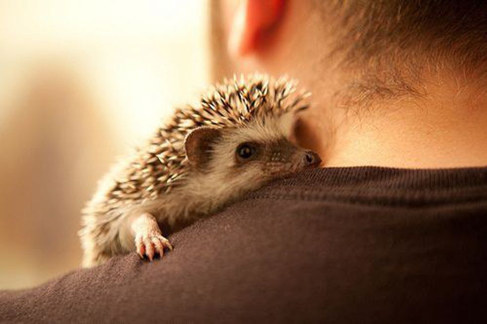 10 Things You Didn't Know About Hedgehogs