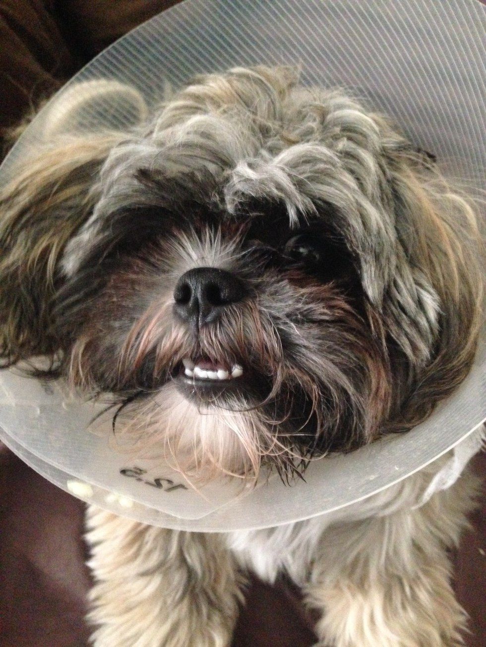 5 Reasons Why Shih Tzu's Are The Best Dogs