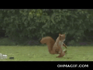 The Season of Spring, As Told by Quad Squirrels
