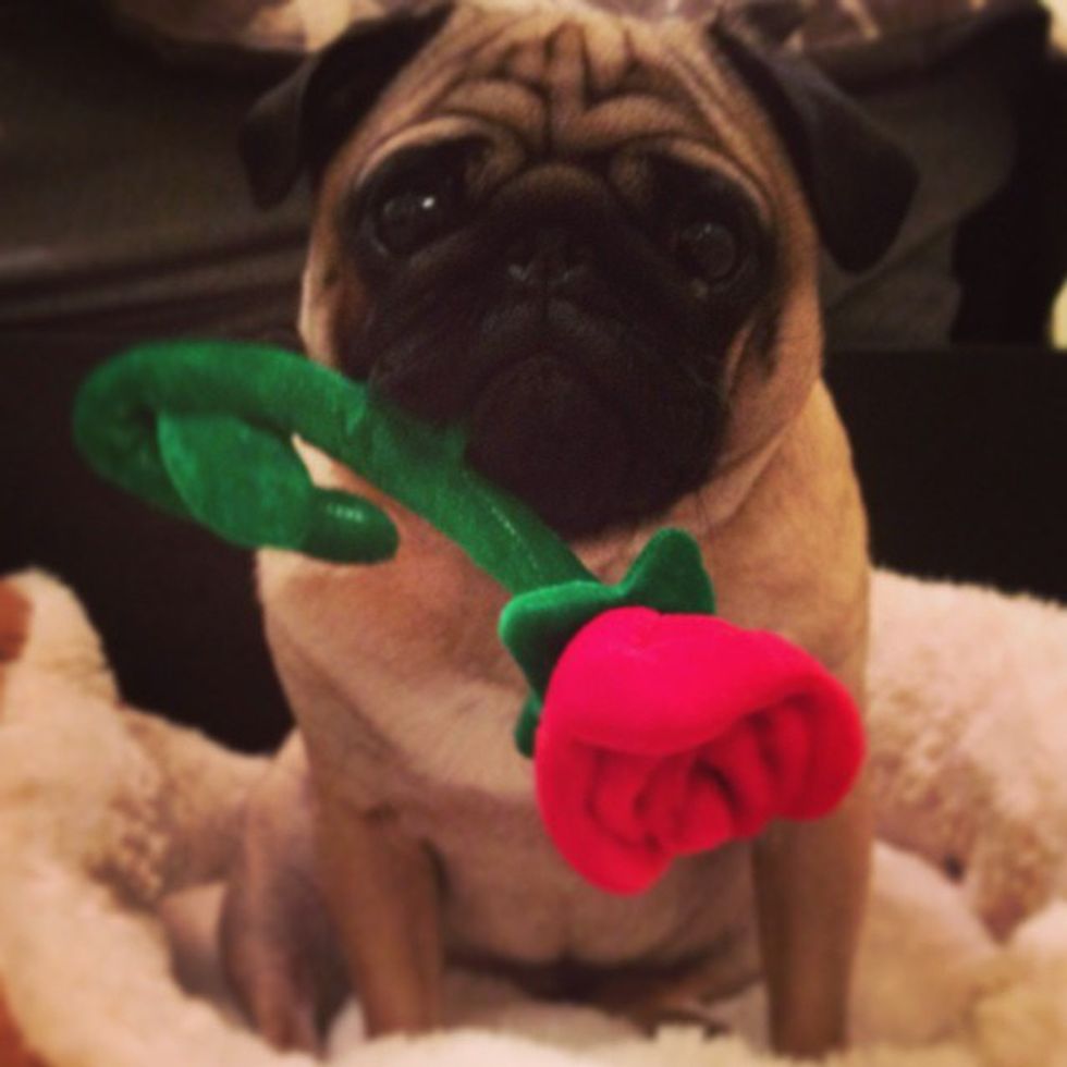 26 Pugs That Are More Romantic Than You