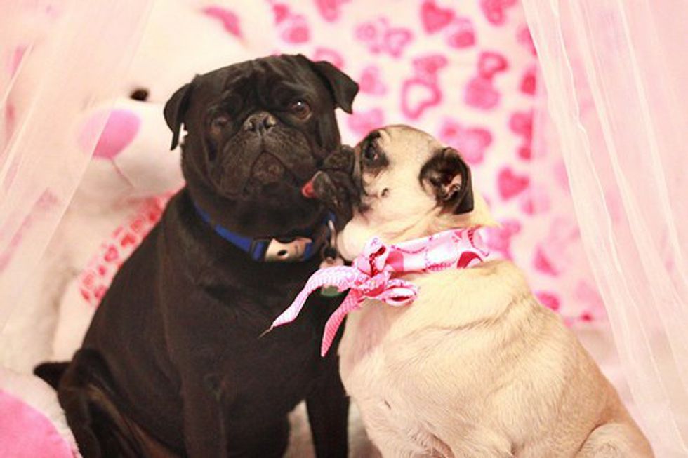 26 Pugs That Are More Romantic Than You