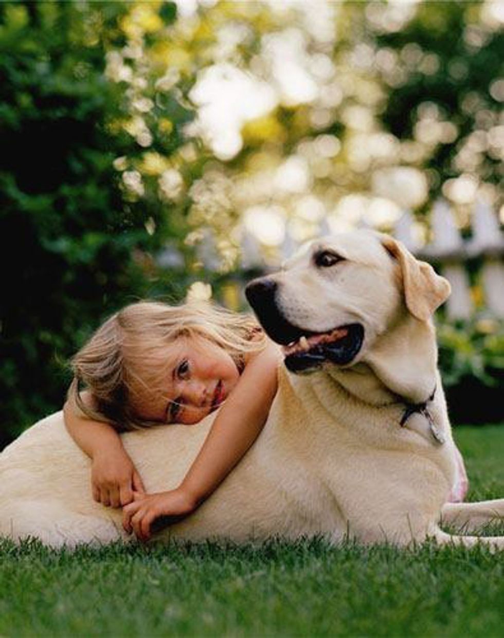 10 Reasons Why Labrador Retrievers Make Great Friends