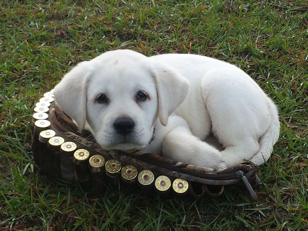 10 Reasons Why Labrador Retrievers Make Great Friends