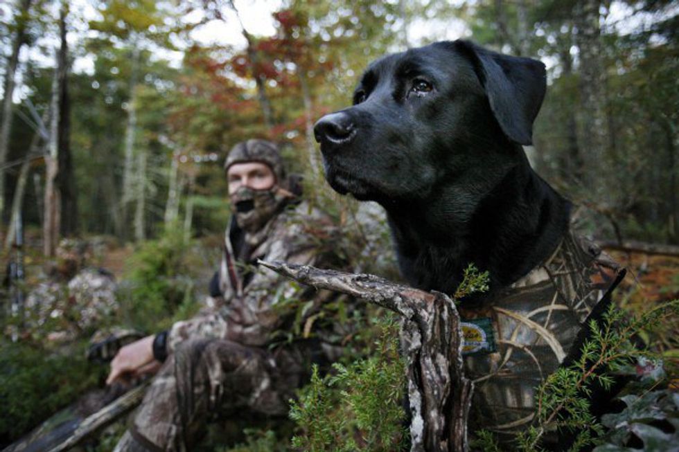 10 Reasons Why Labrador Retrievers Make Great Friends