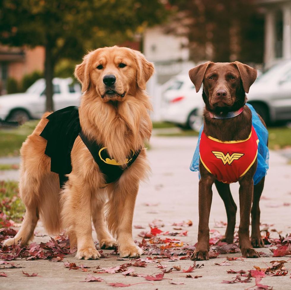 18 Superheroes As Heroically Adorable Dog Breeds 18-superheroes-as-heroically-adorable-dog-breeds