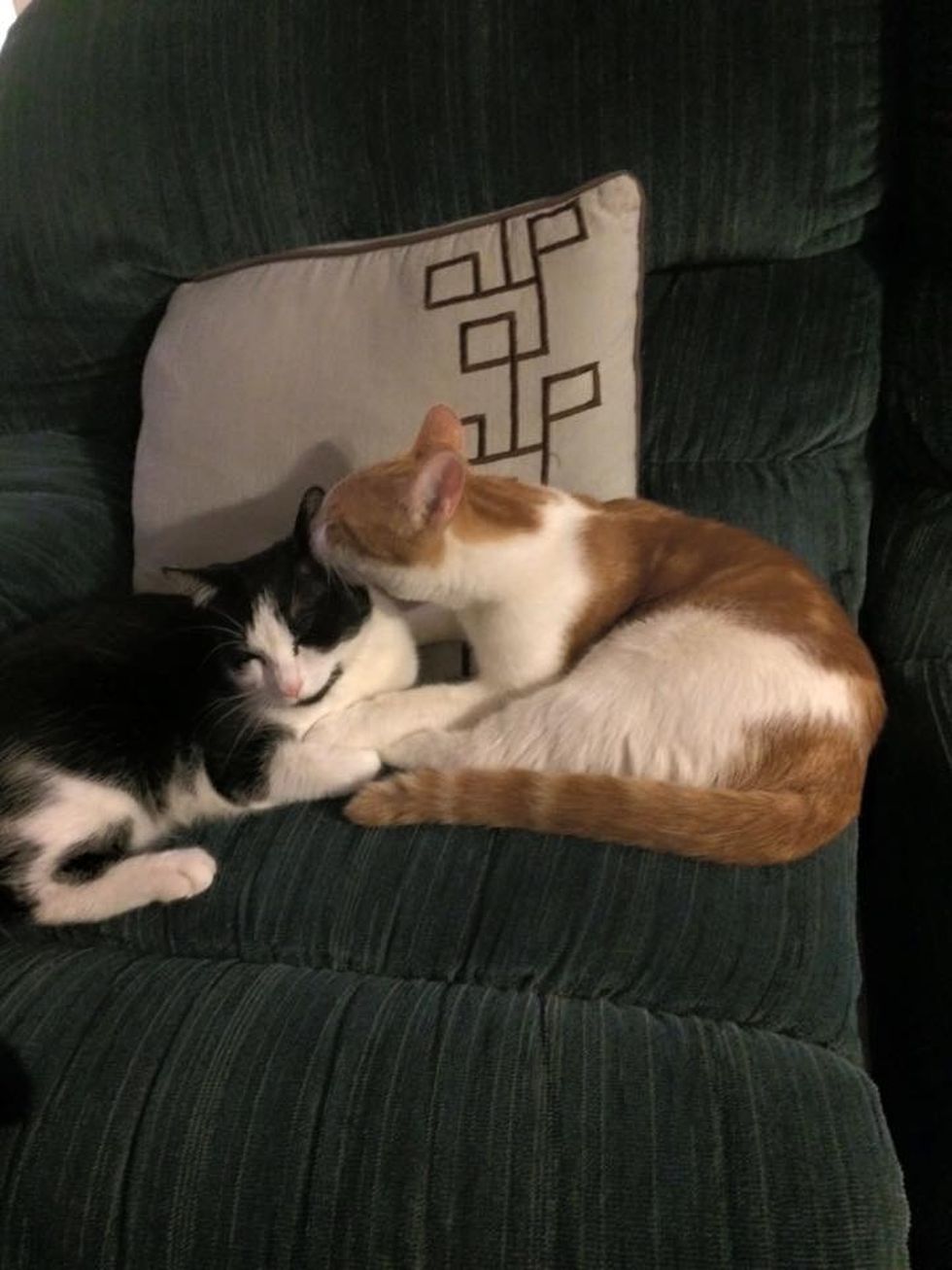 5 Major Life Lessons We Can All Learn From Cats