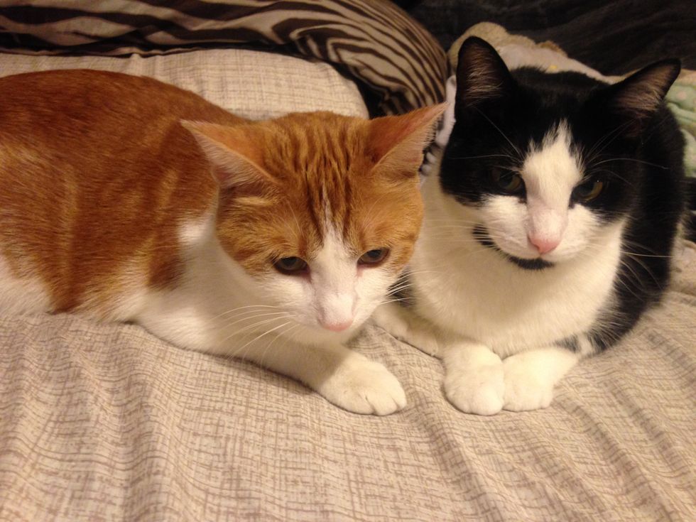 5 Major Life Lessons We Can All Learn From Cats