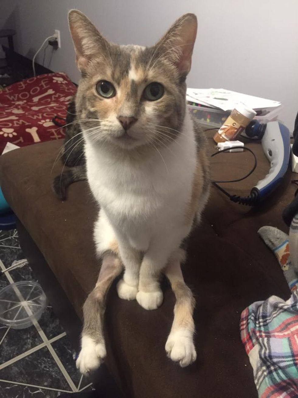 Cat Born With Special Legs Surprises Her Humans With Her Will to Do ...