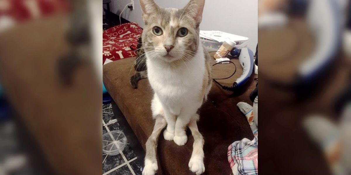 Cat Born With Special Legs Surprises Her Humans With Her Will to Do ...