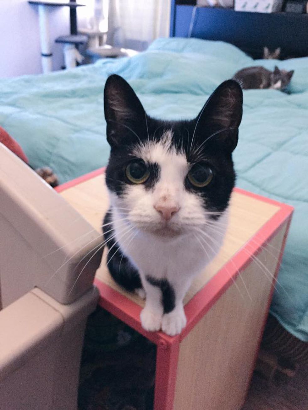 Doll-sized 13-year-old Cat Rescued From Death Row Tells Her Humans ...