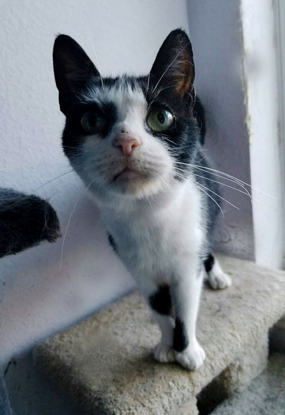 Doll-sized 13-year-old Cat Rescued From Death Row Tells Her Humans ...