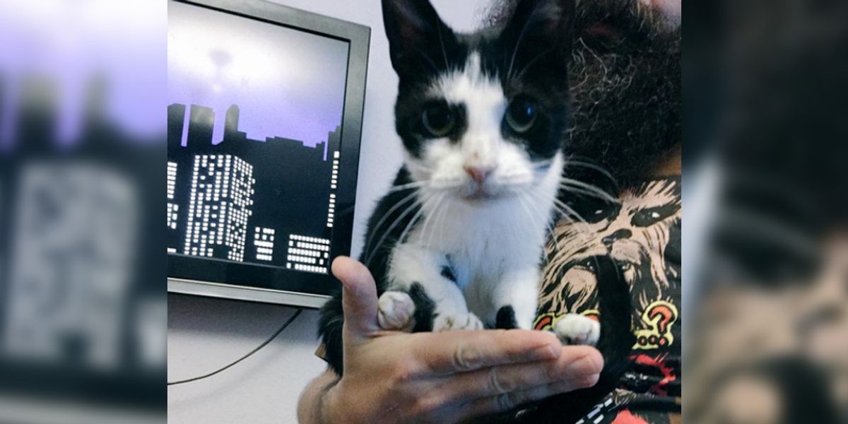 Doll-sized 13-year-old Cat Rescued From Death Row Tells Her Humans ...