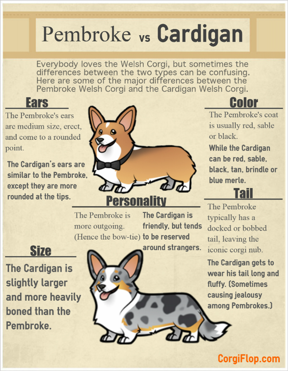 7 Things You Need To Know Before Getting A Corgi