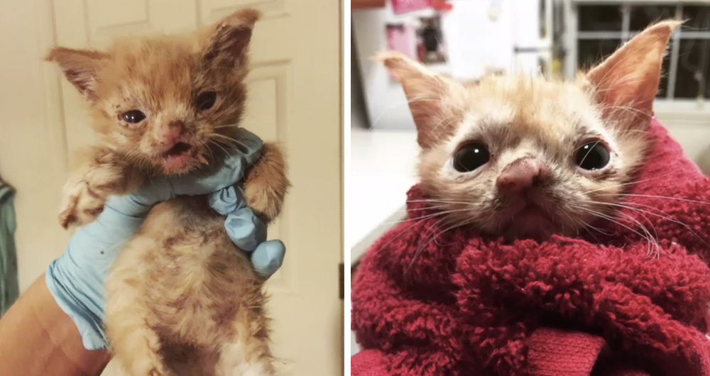 Vet Student Saves Special Kitten and Brought Her Back From the Brink ...