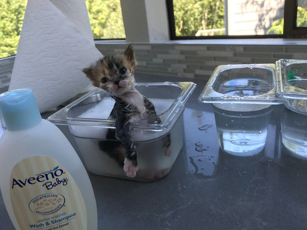 Former Marine Saves Little Calico Kitten Who Is In Need of Motherly ...