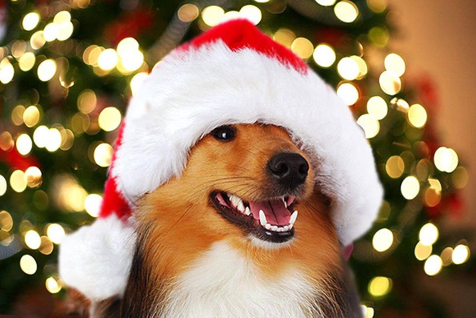 The 12 Dogs Of Christmas